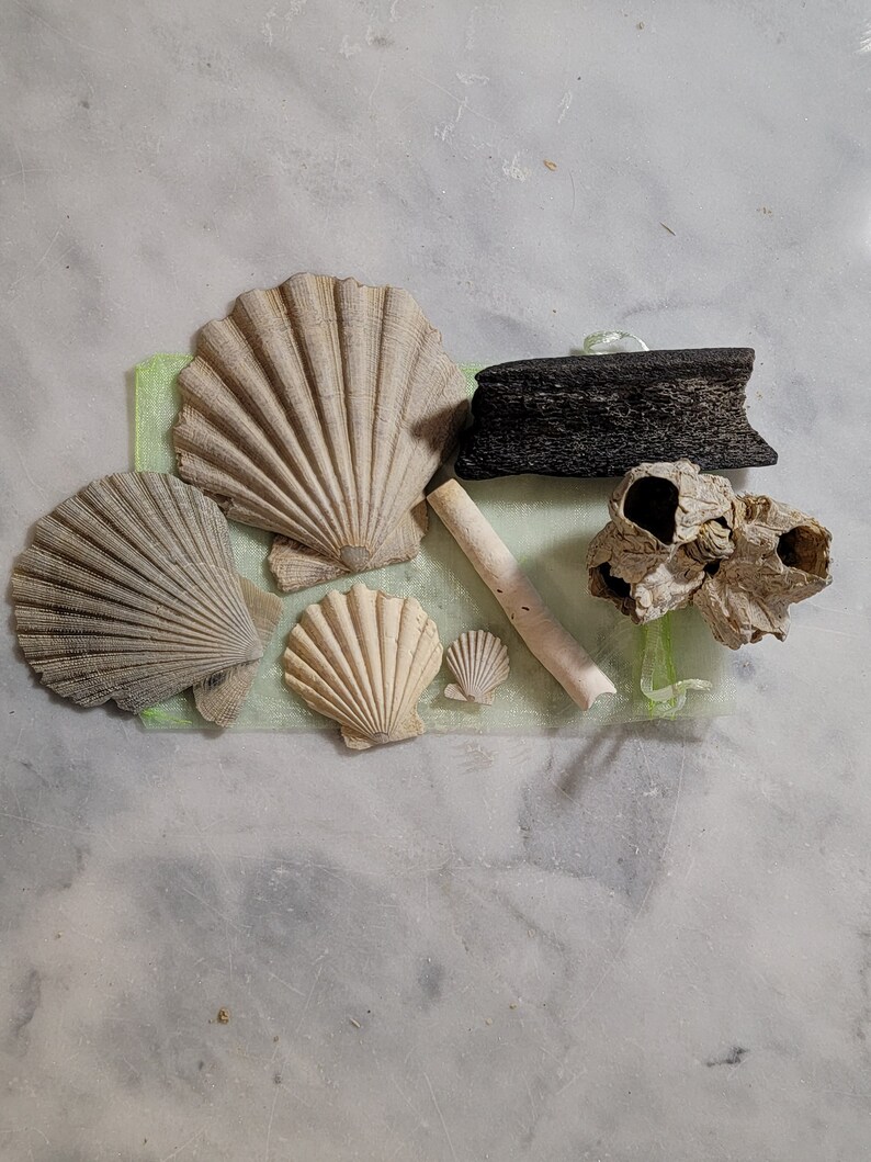 FOSSIL PACKS, 7 Fossils, Fossilized Corals, Fossilized Shells, Dogtooth ...