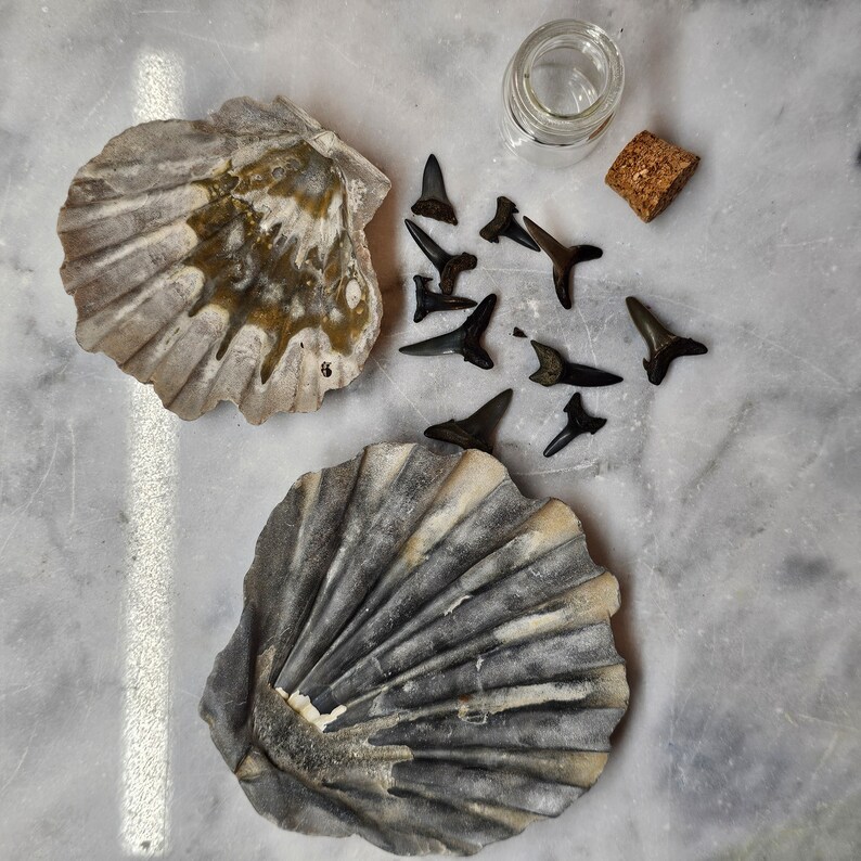 Fossilized Shark Teeth and Scallop Shell Collection, Virginia Fossils ...