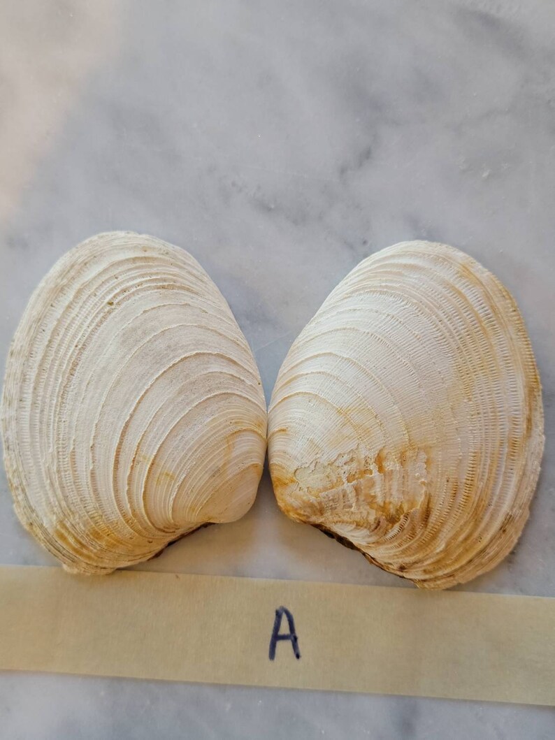 RARE* VENUS CLAM Fossil Doubles, Fossilized Shell, Clam Shells, Whole ...