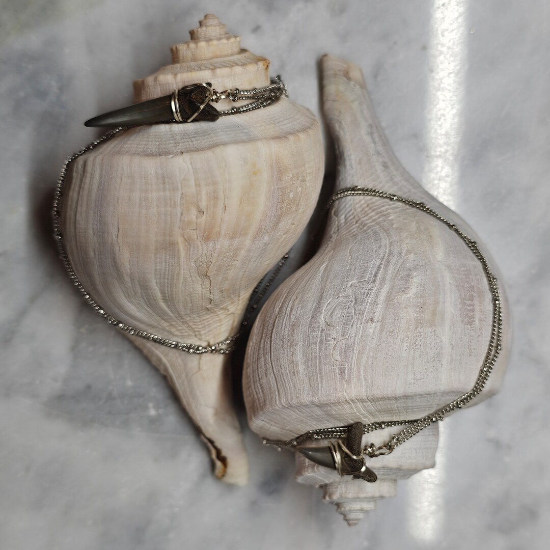 SHARK TOOTH NECKLACE, Shark Teeth, Fossilized Shark Teeth, 24in Nickel ...
