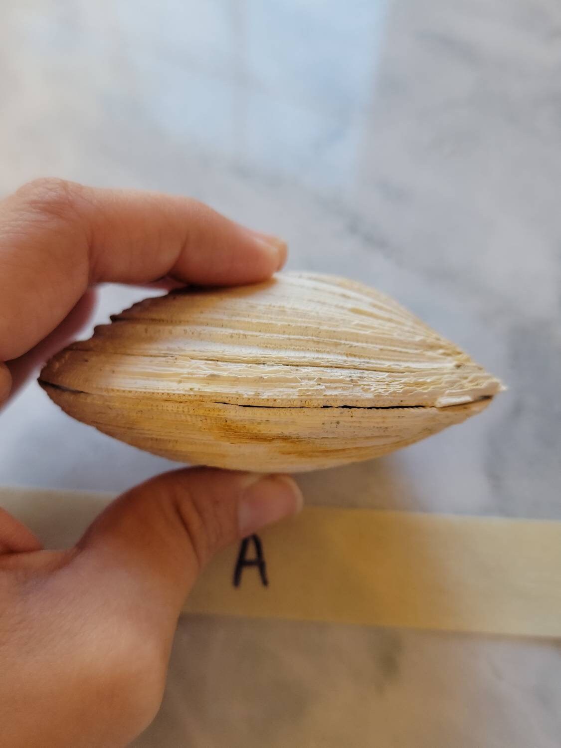 RARE* VENUS CLAM Fossil Doubles, Fossilized Shell, Clam Shells, Whole ...