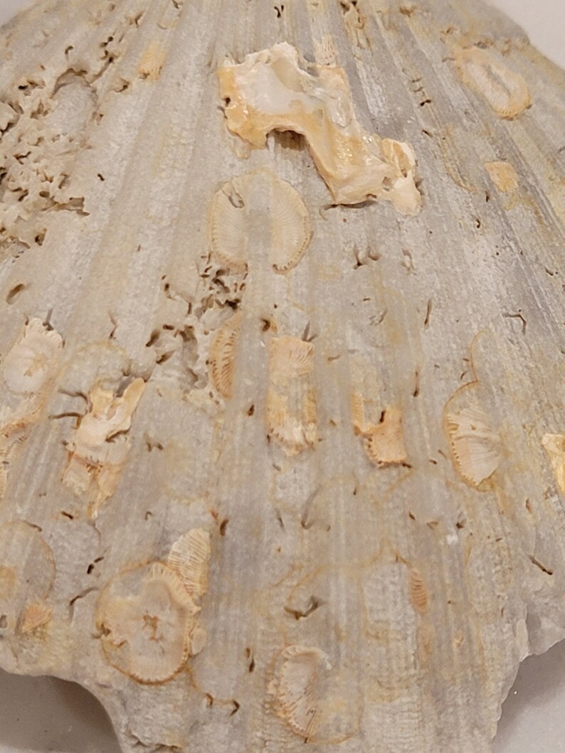 FOSSILIZED SCALLOP MATRIX Scallop Shell Fossil Chesapecten - Etsy