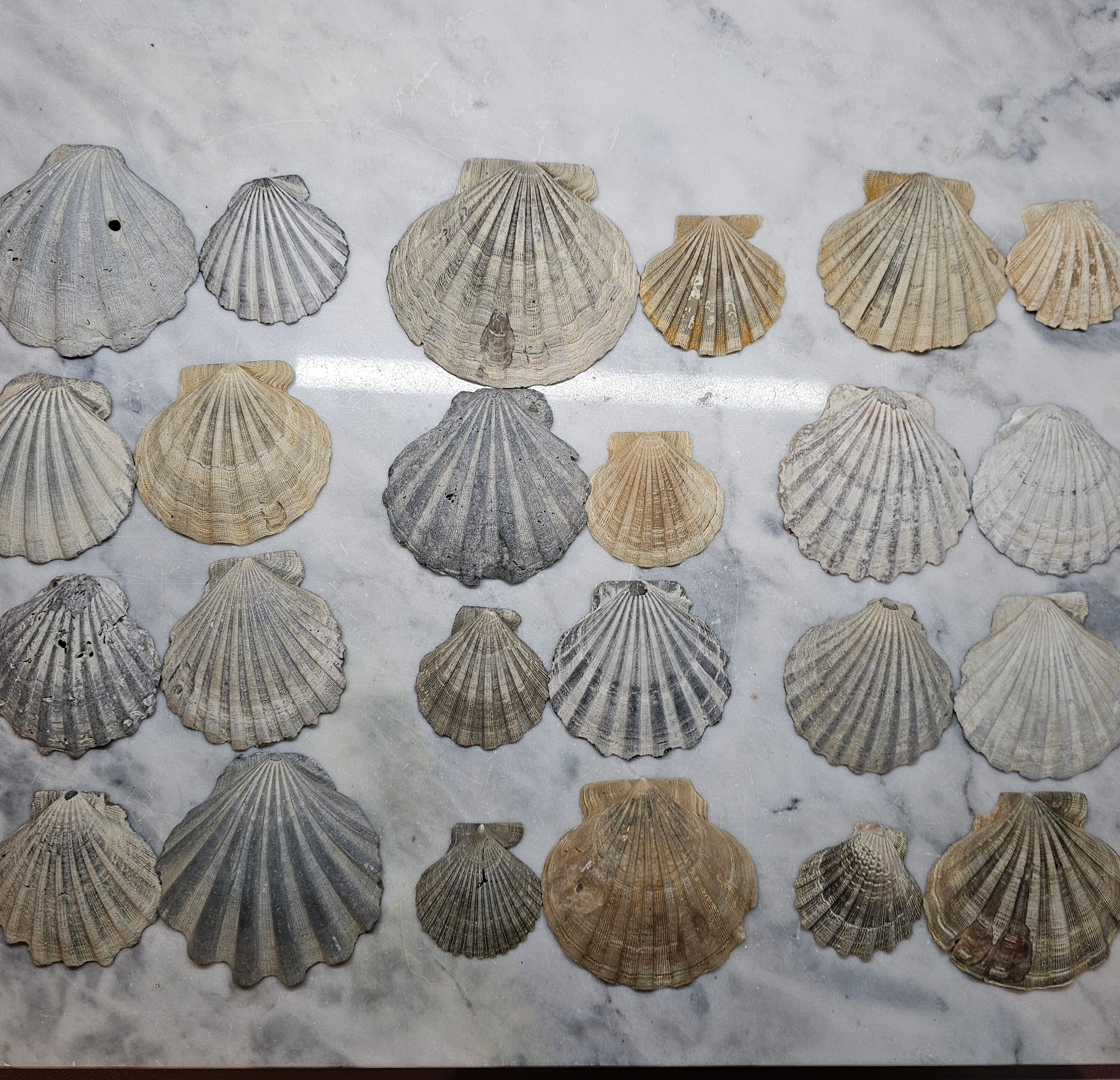 Fossilized Shark Teeth and Scallop Shell Collection, Virginia Fossils ...