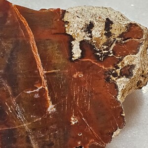 RED PETRIFIED WOOD, Fossilized Wood, Petrified Wood, Arizona Wood, Red ...