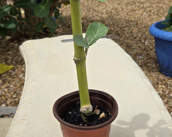 CALOTROPIS GIGANTEA Giant / Madar/ Milkweed Tree Plant Butterfly Garden ...