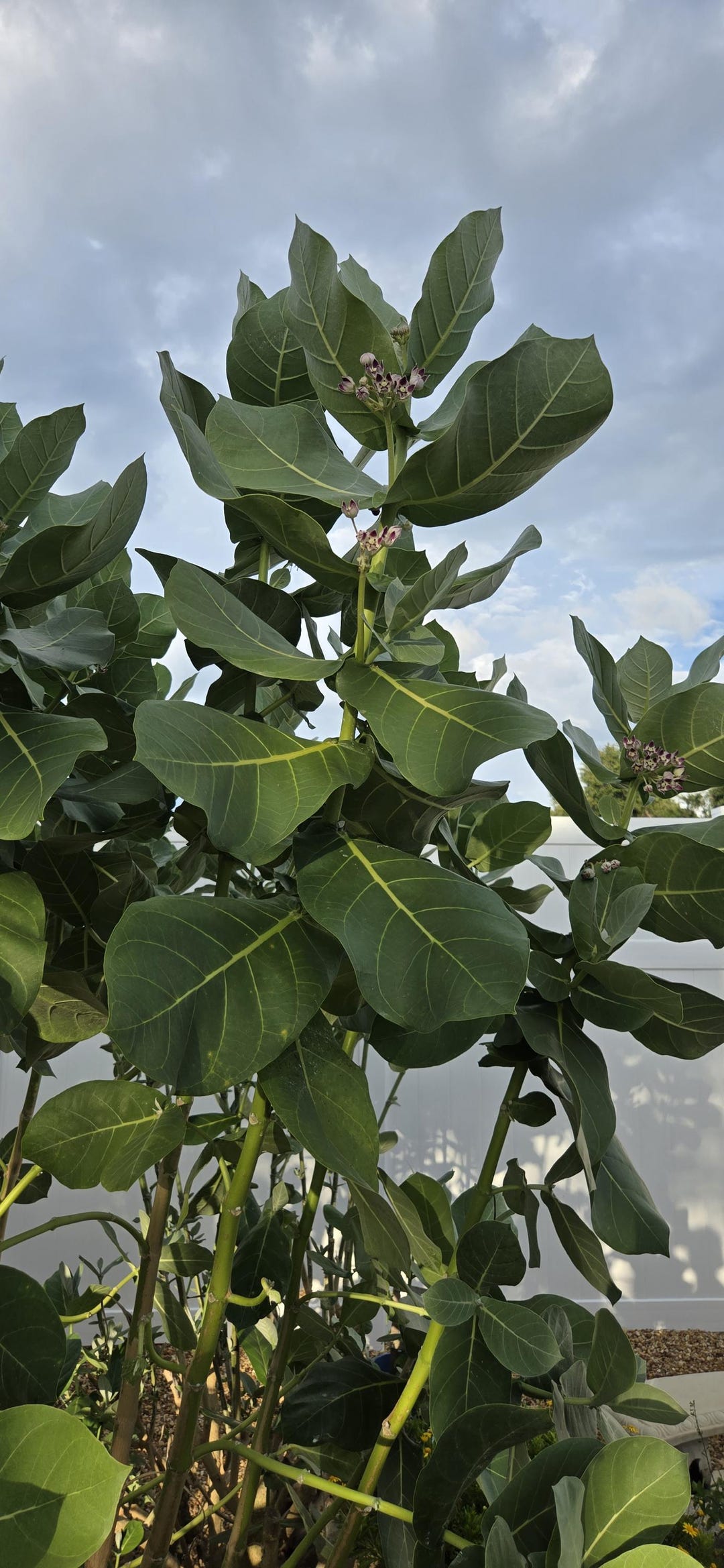 10 Calotropis Gigantea/giant Milkweed Seeds - Etsy