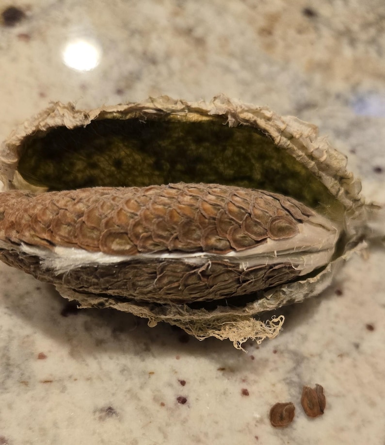 10 Calotropis Gigantea/giant Milkweed Seeds - Etsy