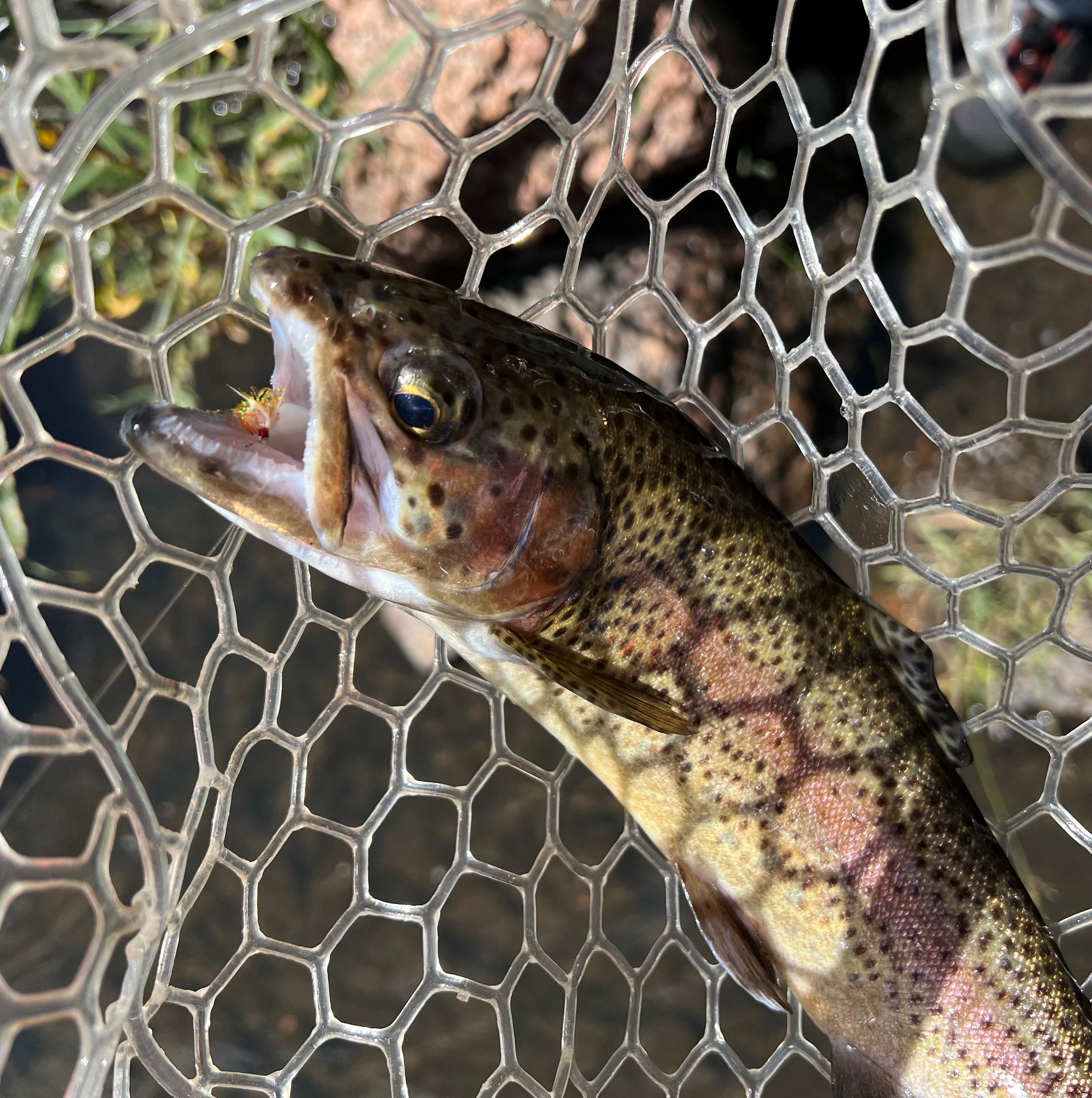 Crystal Meth Egg Fly Fishing Flies Size 16 Steelhead Trout 3 Color ...