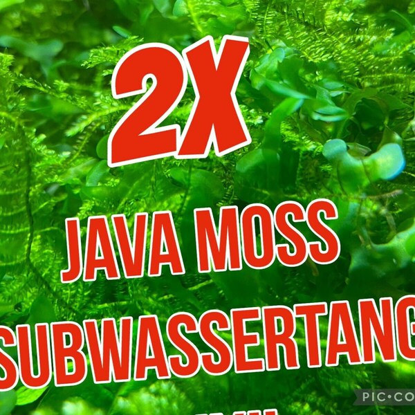 Java Moss - Etsy