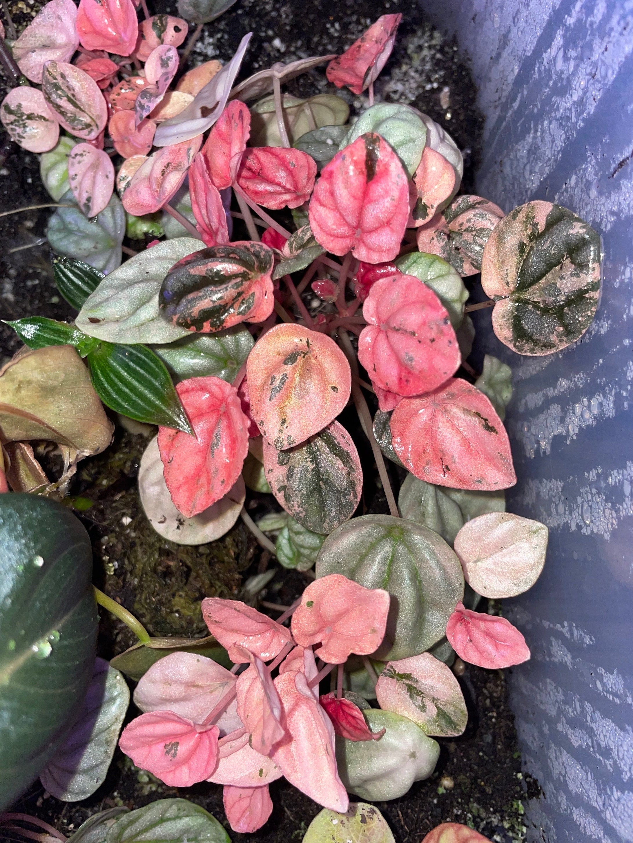 Pink Lady Peperomia UNROOTED Leaf Cuttings - Etsy