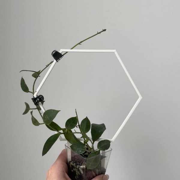 Hexagon Trellis - Etsy
