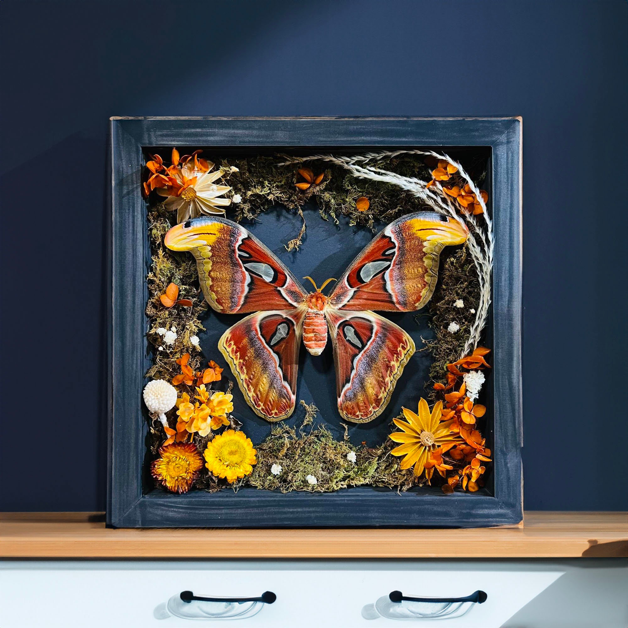 Atlas Butterfly Real Framed Atlas Moth Attacus Atlas Real Atlas Moth ...