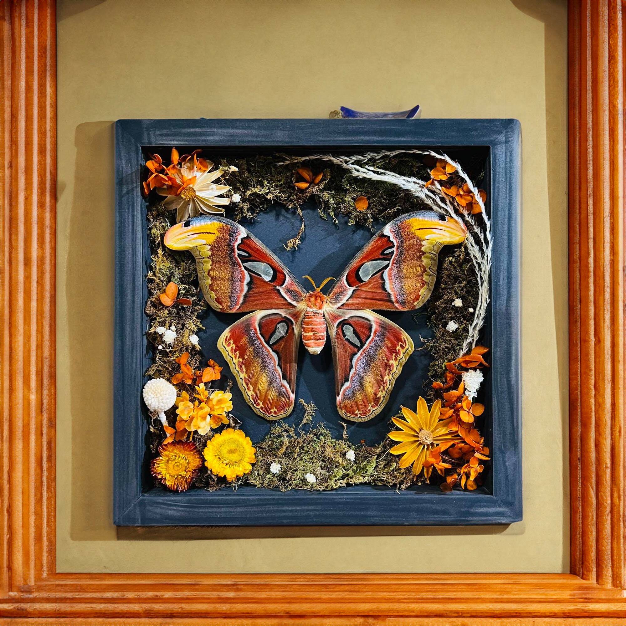 Atlas Butterfly Real Framed Atlas Moth Attacus Atlas Real Atlas Moth ...
