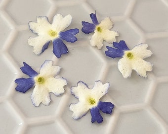 Pressed Flowers, Evening Primrose 20pcs Floral Art, Resin Craft - Etsy