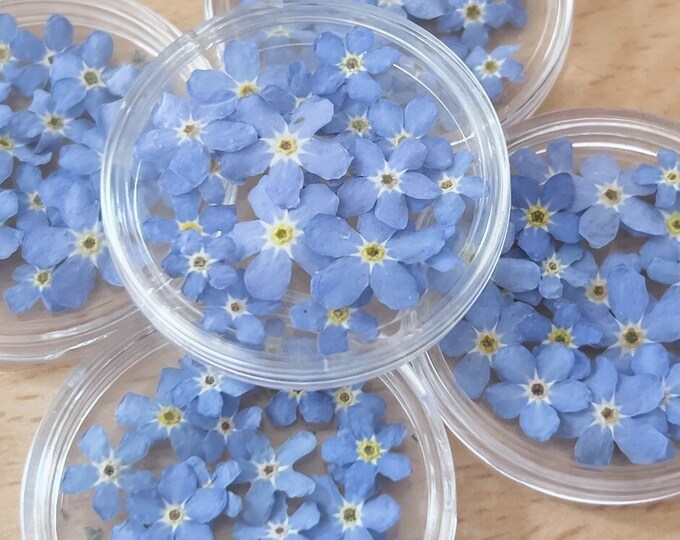 20 Dried Forget-me-not Flowers, Real Forget-me-not Pressed Flowers for ...