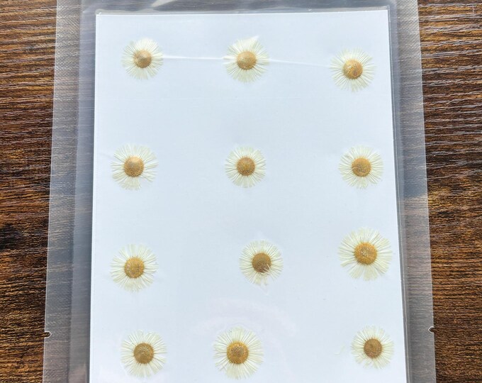 12 Small Pressed Daisy Flowers, Dried Daisies for Resin Jewellery, Tiny ...