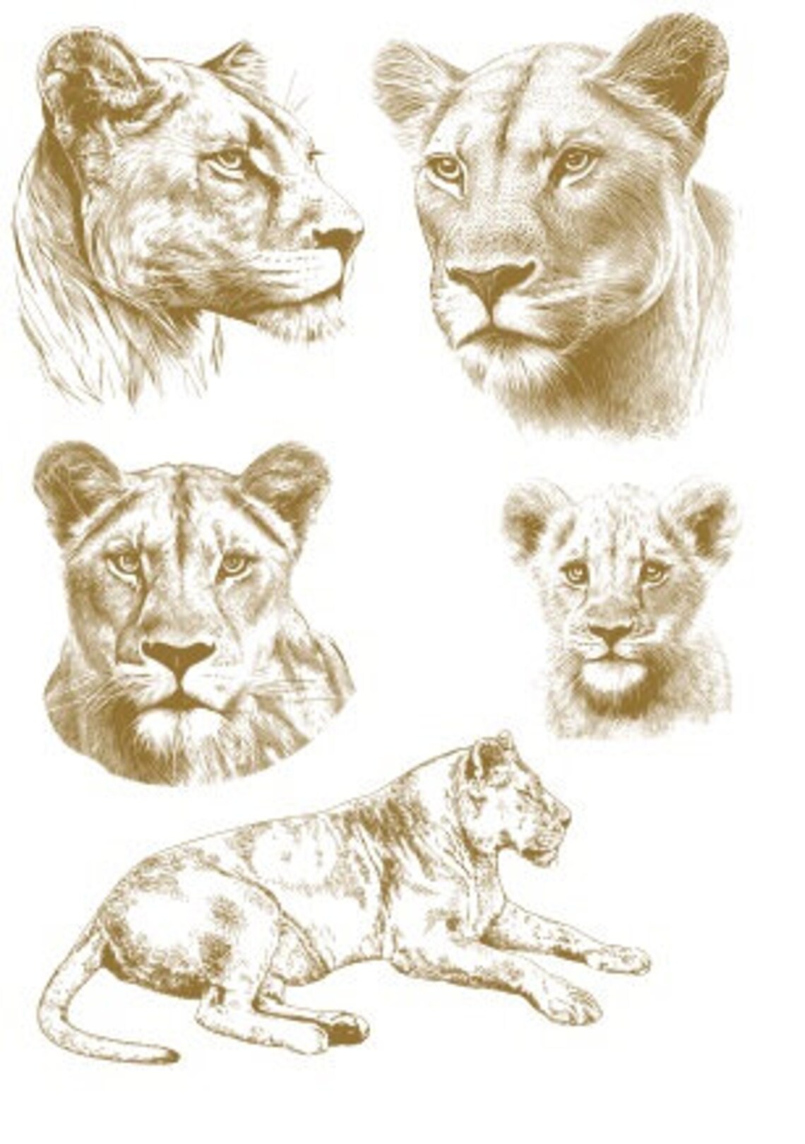 Digital Printer Lioness 3D Liones Laser Templates, Files, Patterns ...