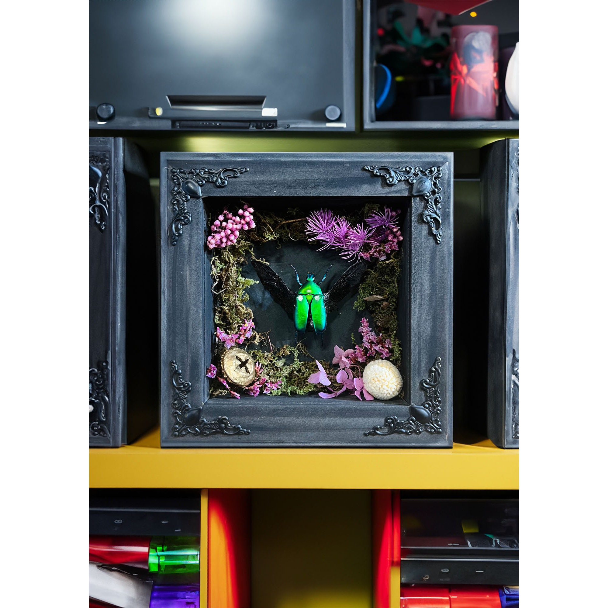 Cetonia Aurata Scarab Beetle Bug Real Insect Specimen - Etsy