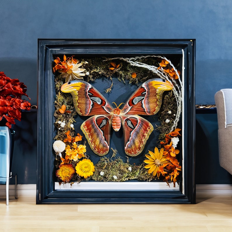 Atlas Butterfly Framed Butterfly Real Butterflies Butterfly Wall ...
