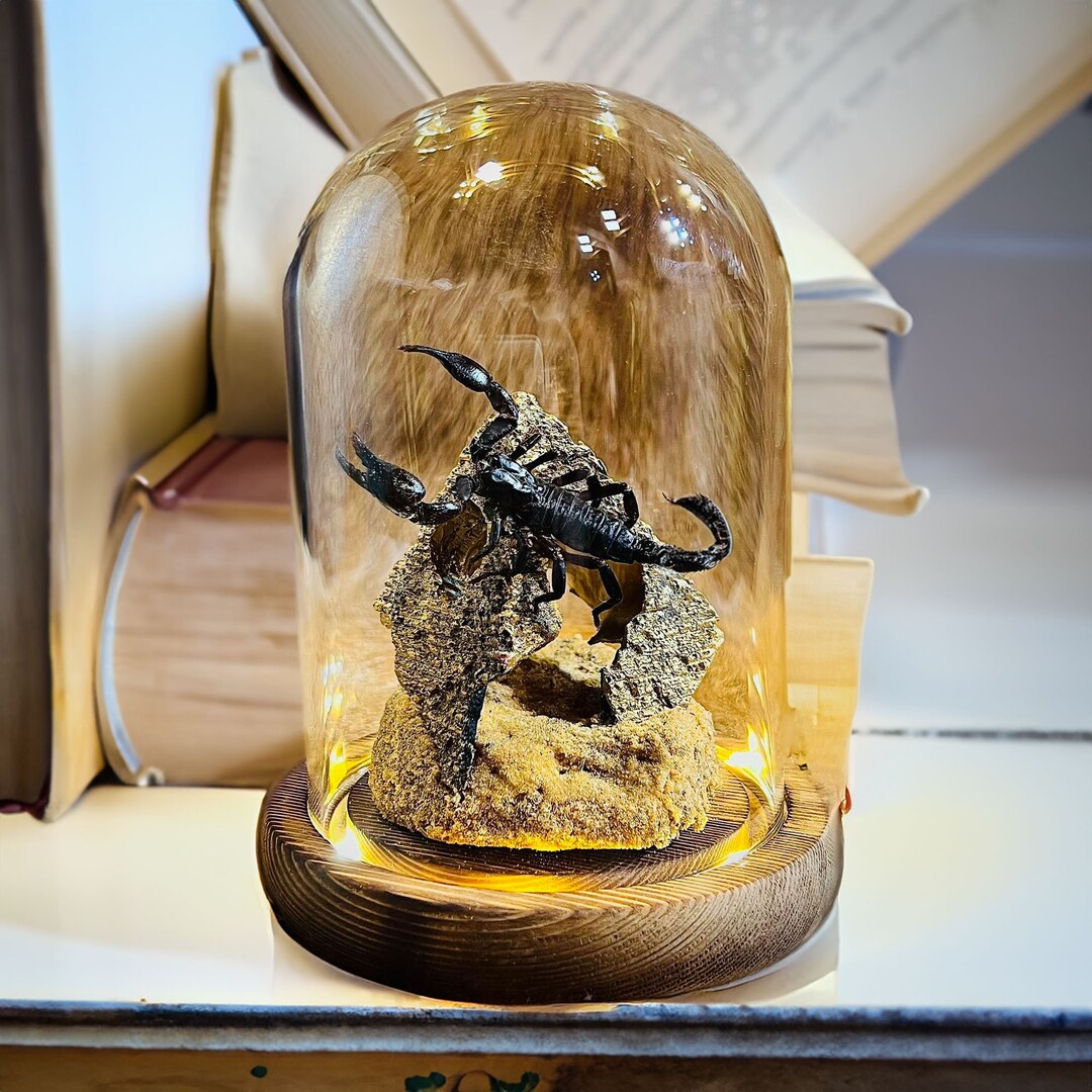 Scorpion Insect Pyramid Scorpion Real Giant Scorpion Insect Dome ...