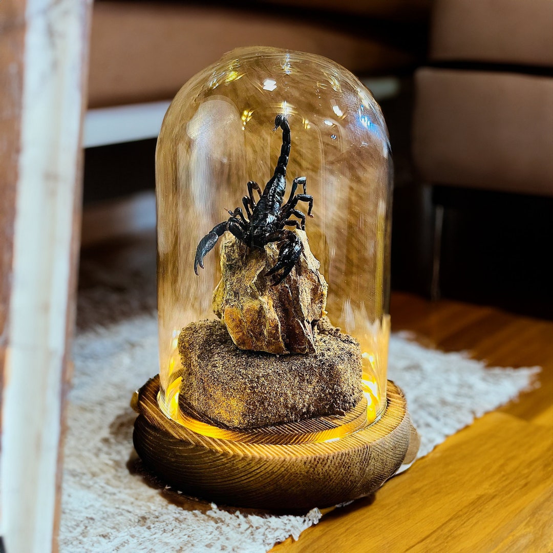 Stone Scorpion Real Giant Scorpion Insect Dome Decoration - Etsy