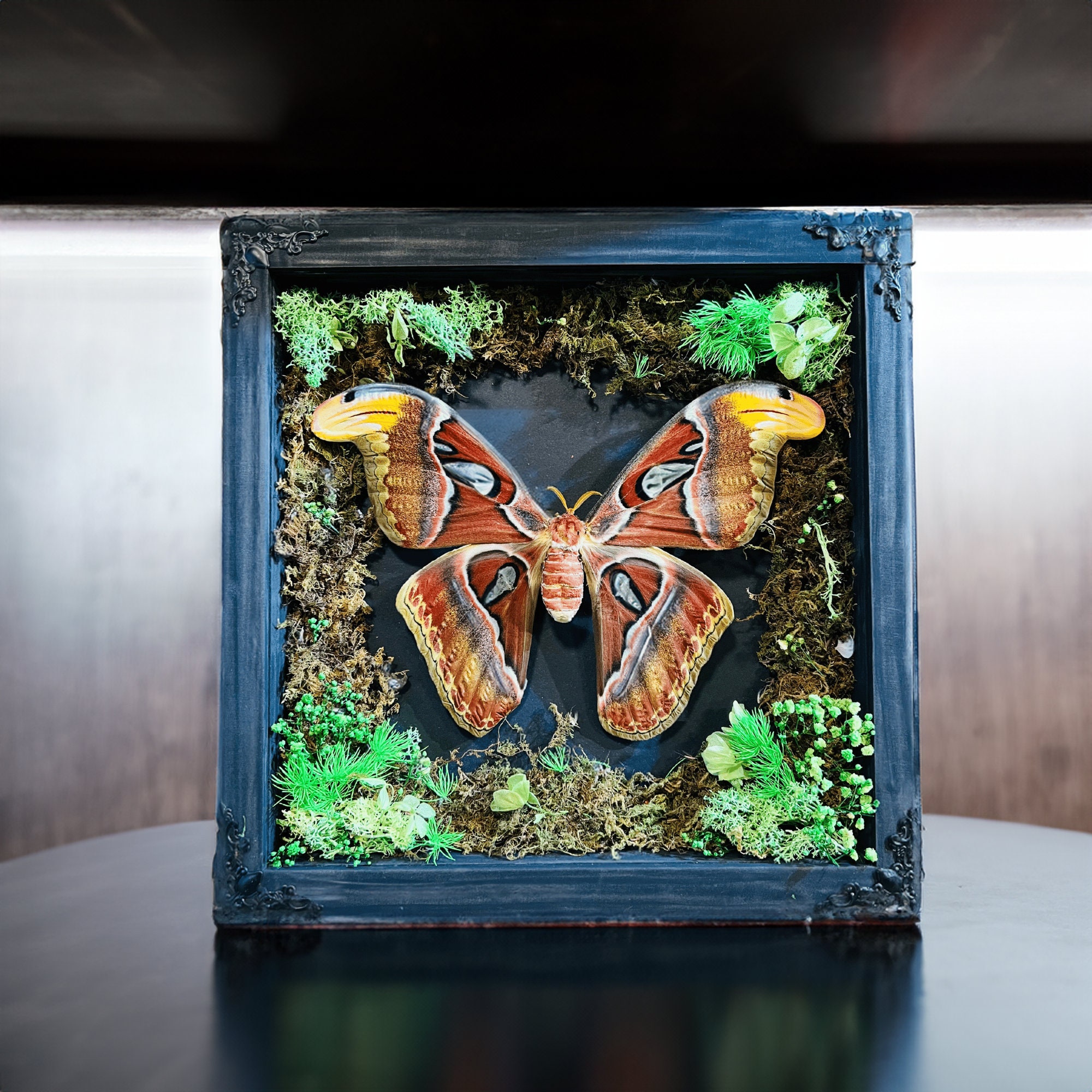 Atlas Butterfly in Decorative Frame Indoor Butterfly Art Artistic - Etsy