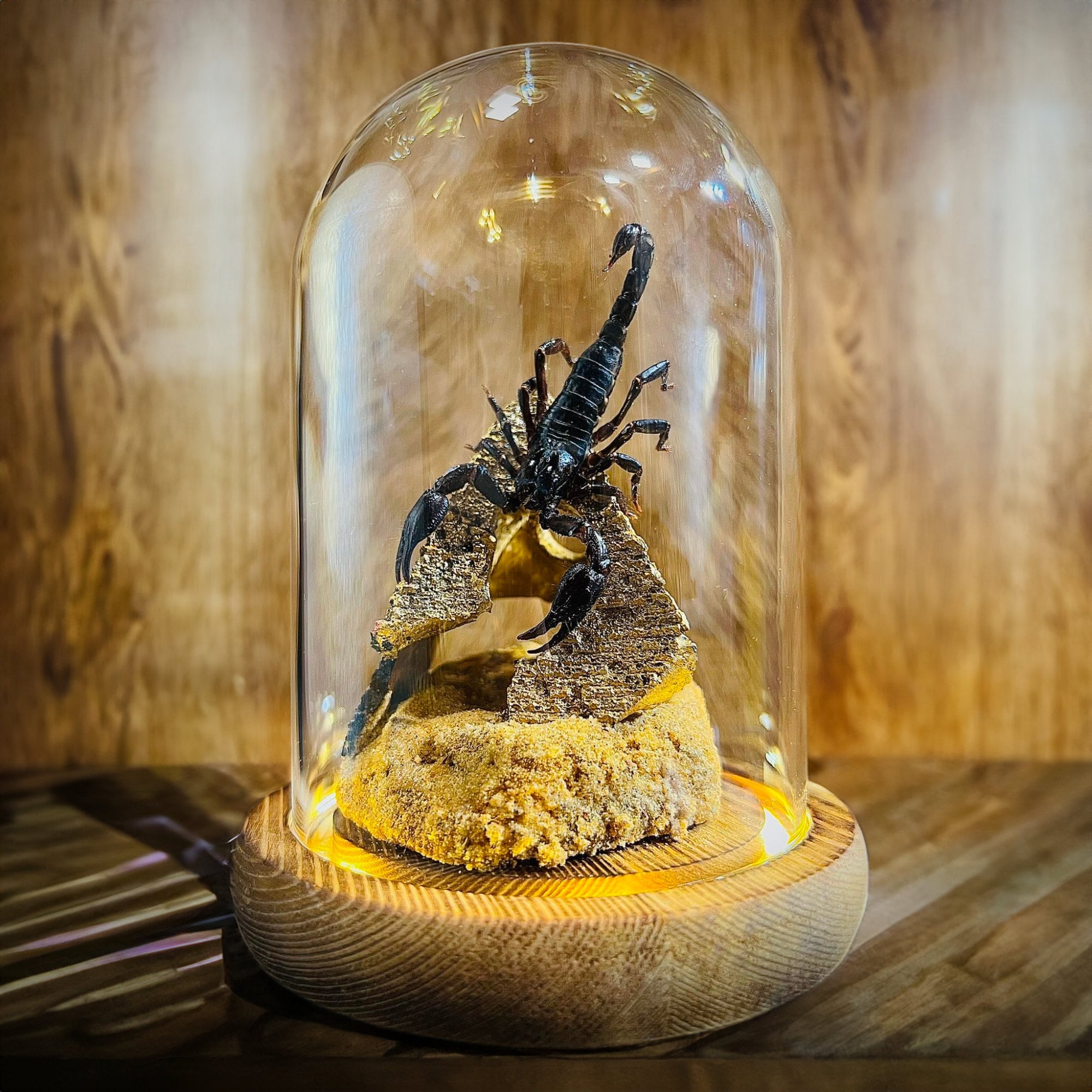 Scorpion Specimen in a Pyramid Pyramid Scorpion Real Scorpions Pyramid ...