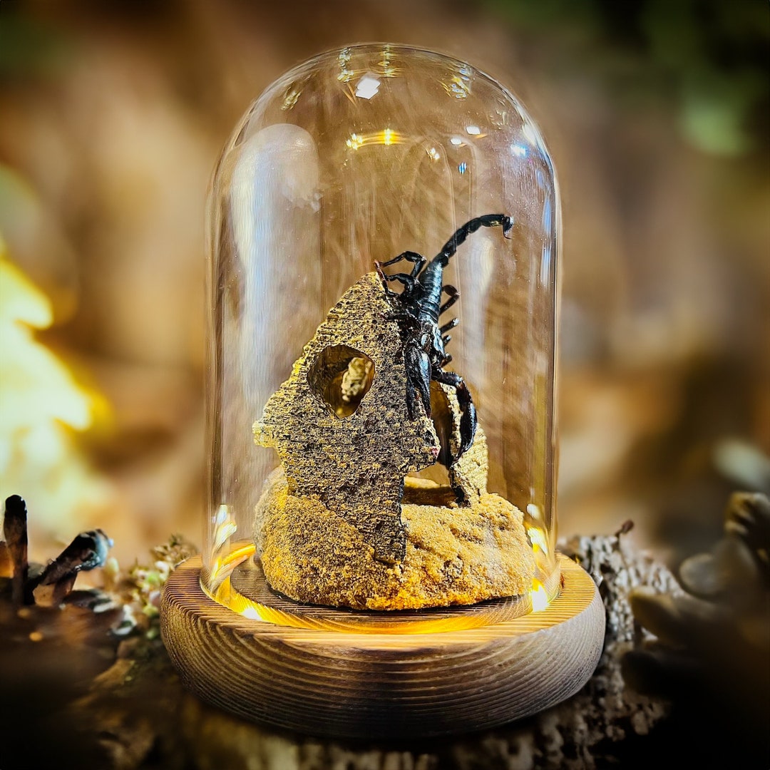 Scorpion Specimen in a Pyramid Pyramid Scorpion Real Scorpions Pyramid ...