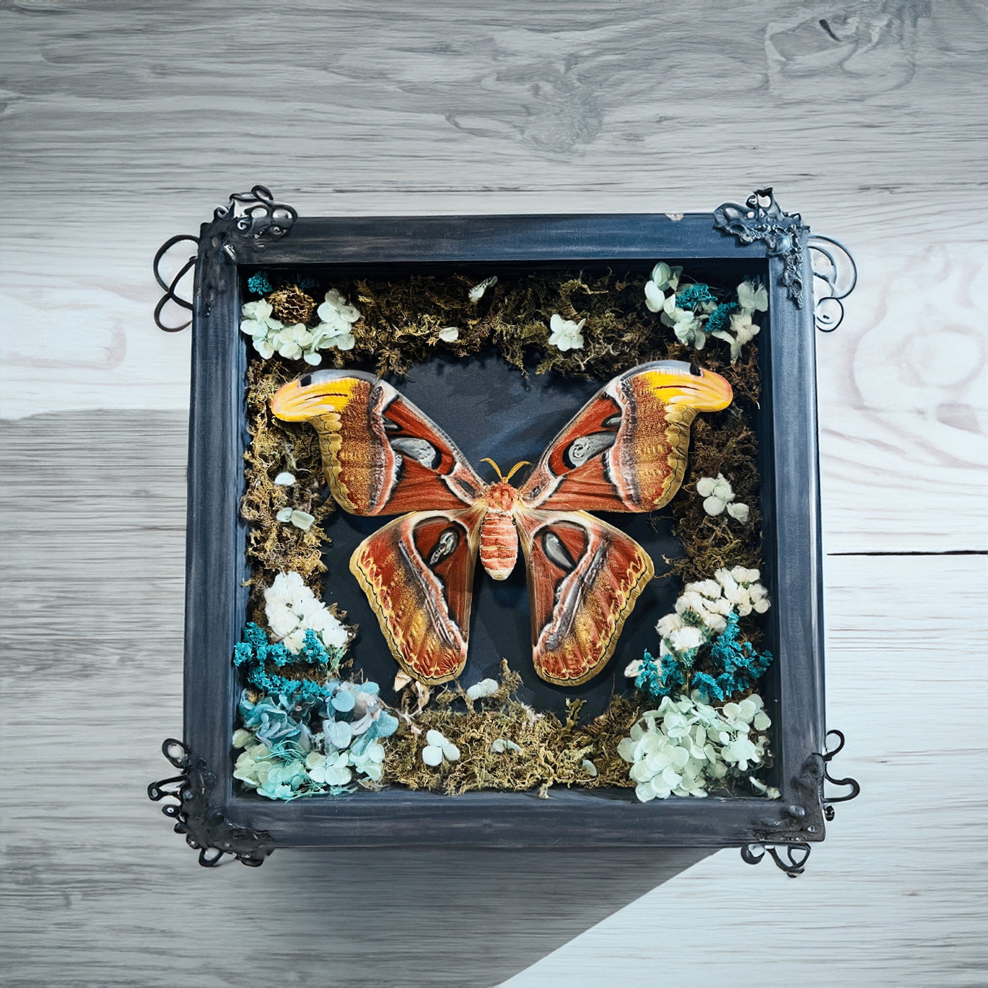 Atlas Butterfly in Decorative Frame Indoor Butterfly Art Artistic - Etsy