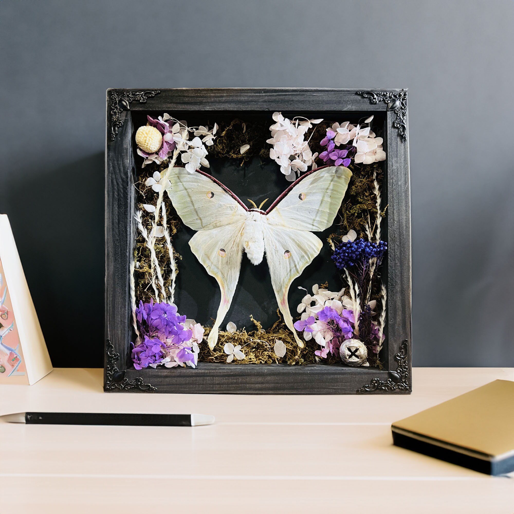 Luna Moth Butterfly Butterfly Taxidermy Luna Moth Insect Dried Luna ...