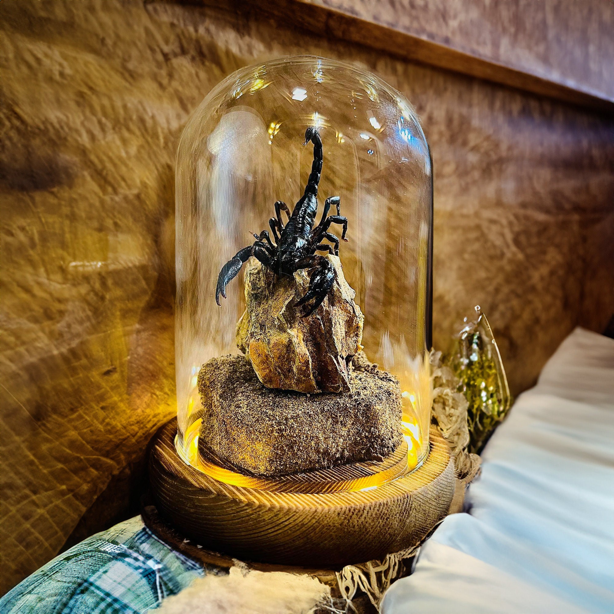 Stone Scorpion Real Giant Scorpion Insect Dome Bug Taxidermy Bell ...