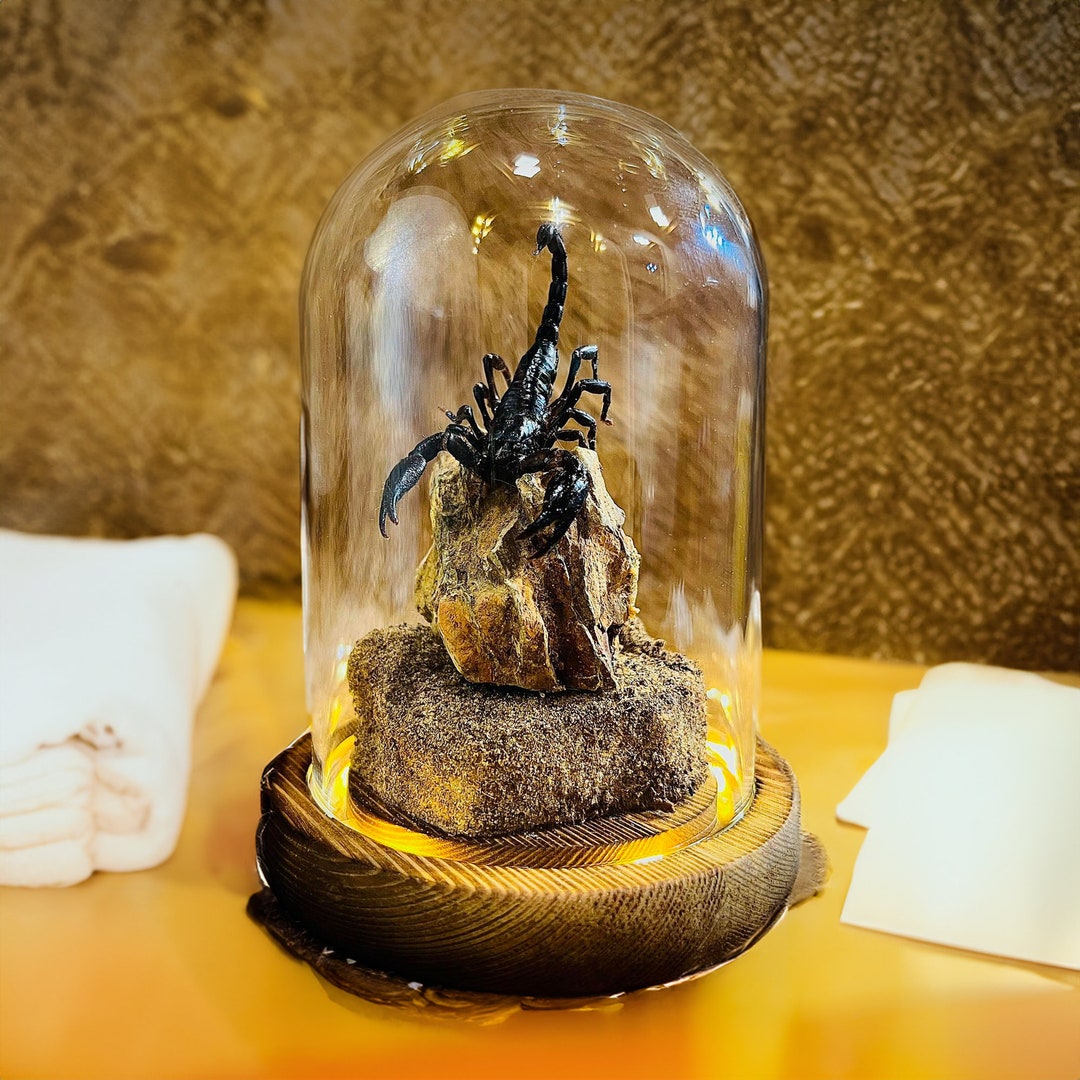 Stone Scorpion Real Giant Scorpion Insect Dome Bug Taxidermy Bell ...