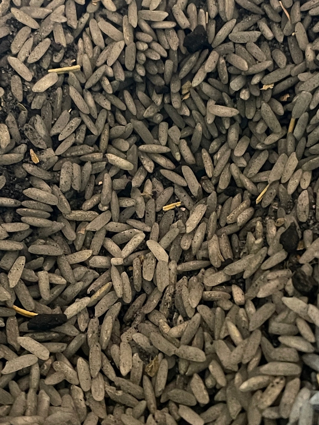 Protection Rice | Black Ritual Rice | DIY Magic | Rice for Spell Work ...