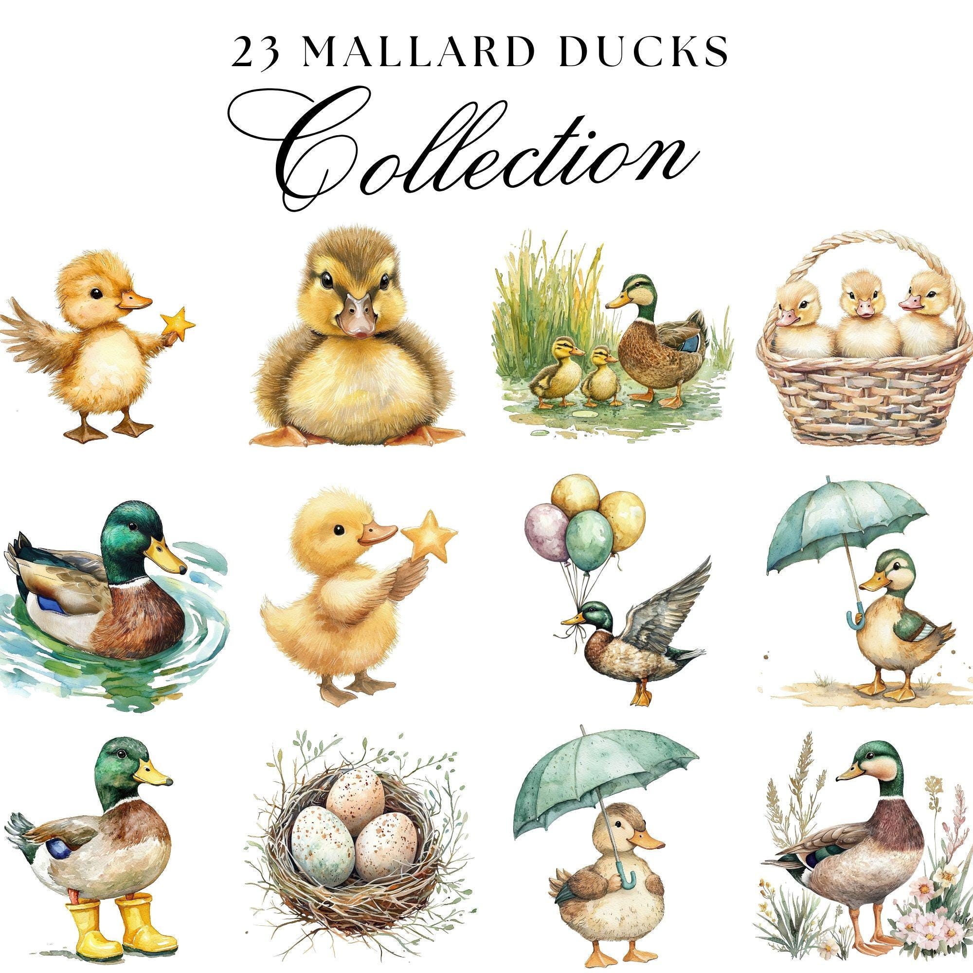 Watercolor Mallard Duck Clipart, Cute Duck PNG for Invitation, Mallard ...