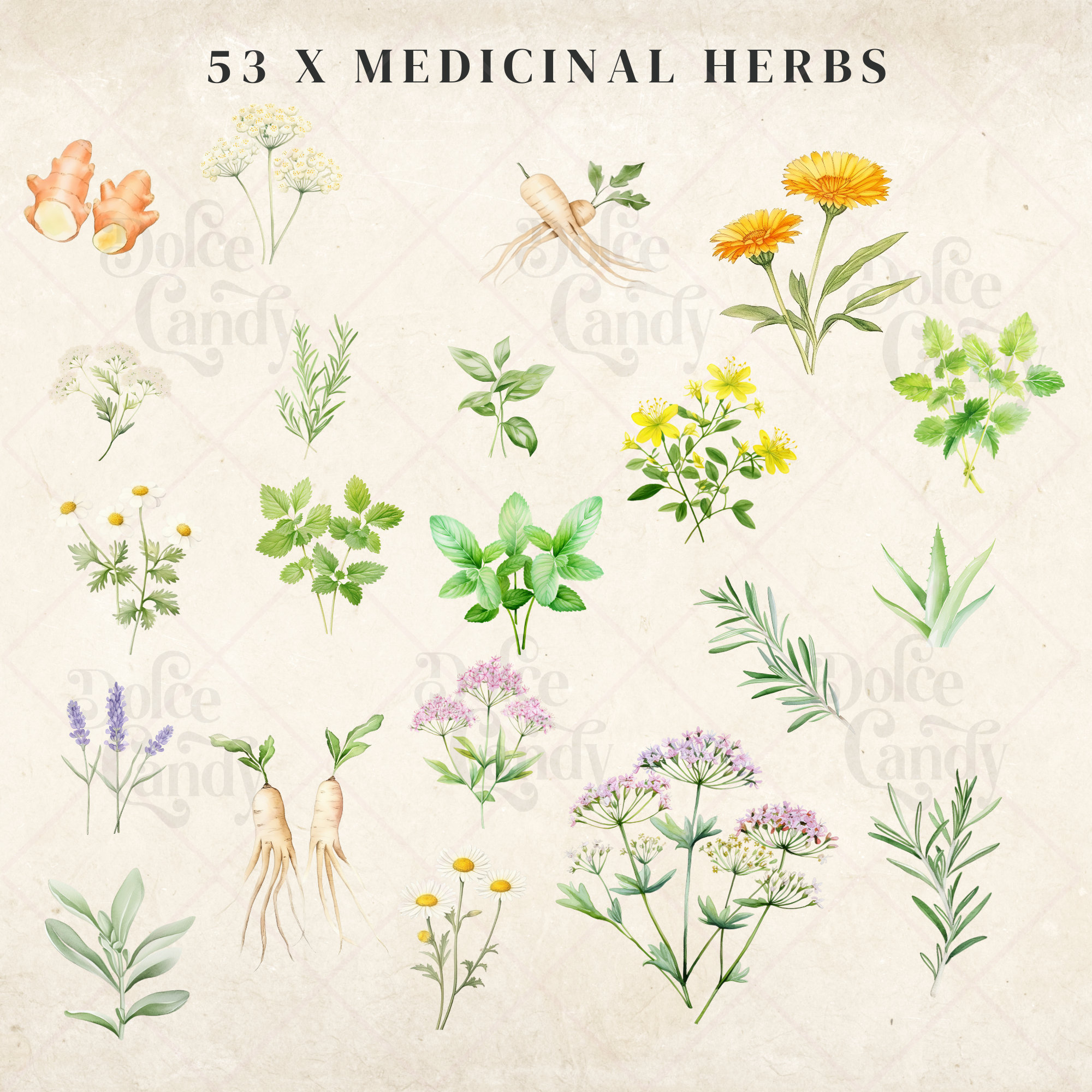 Medicinal Herbs Clipart, Botanical Art, Natural Remedies (PNG Digital ...
