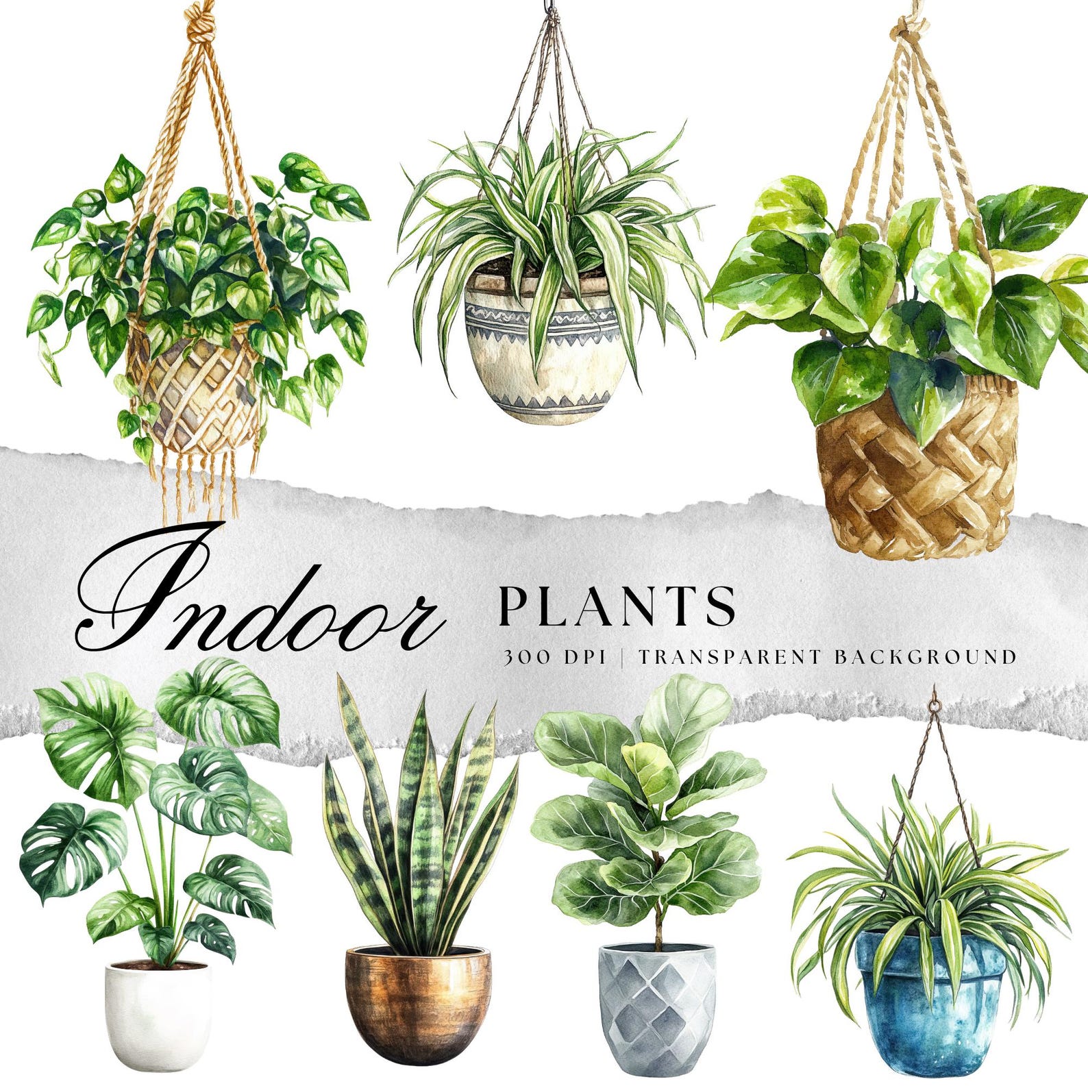 Watercolour Indoor Plants Clip Art, Hanging Plant, Monstera, Botanical ...