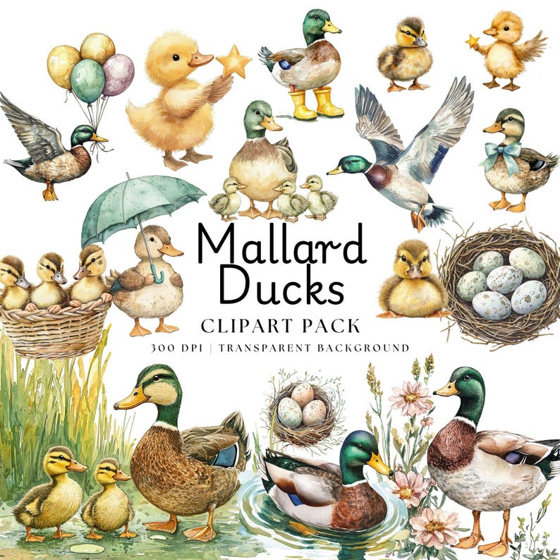 Watercolor Mallard Duck Clipart, Cute Duck PNG for Invitation, Mallard ...