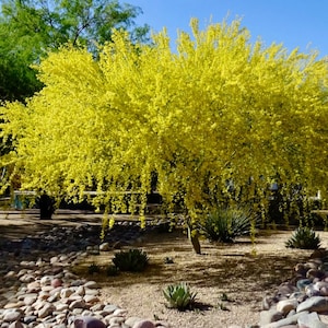 Mexican Palo Verde Tree Seeds | Vibrant Yellow Desert Beauty ...