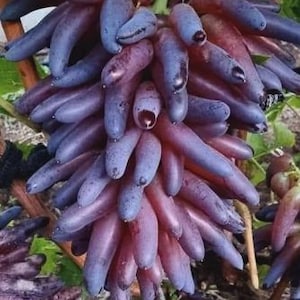 Heirloom Rare Deep Black Purple Finger Grape Seeds - Vitus Vinifera - Non-gmo - Tasty Sweet ...