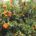 Tecoma X Orange Jubilee 'tecoma Alata' Seeds - Flaming Bells, Orange ...