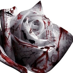 Rare White Blood Rose Seeds - Flower Garden Plant - Asaka True Blood ...