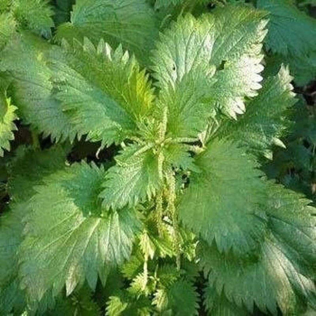Stinging Nettle Seeds Urtica Dioica: Heirloom Organic Herb, Iron-rich ...