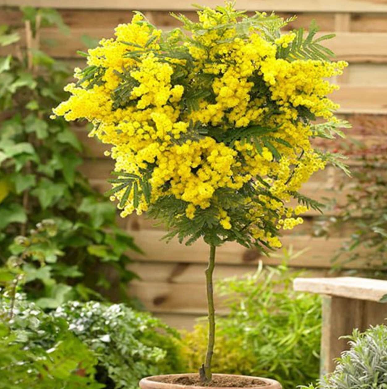 Hawaiian Mimosa Seeds Tropical Tree, Miracle Tree, Wild Tamarind, Lead ...