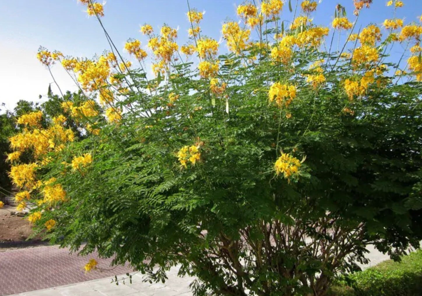 Caesalpinia Mexicana