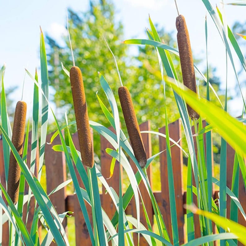 Cattail Seeds Pack: Typha Latifolia Non GMO Perennial for Outdoor Ponds ...