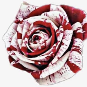 Rare White Blood Rose Seeds - Flower Garden Plant - Asaka True Blood ...