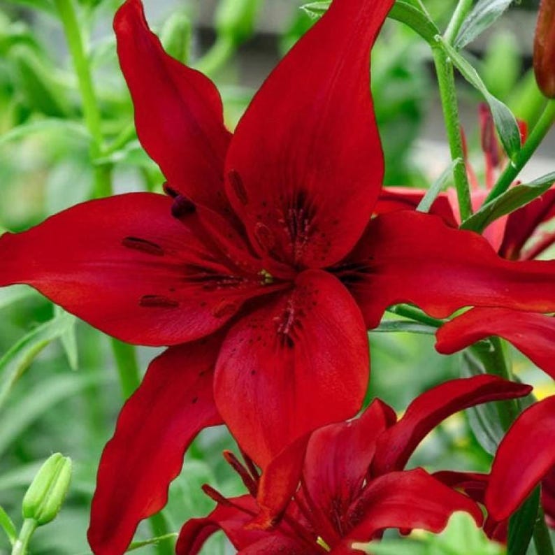 Flower Seeds Rare Deep Red Lily: Organic Heirloom Seed Pack for Outdoor ...