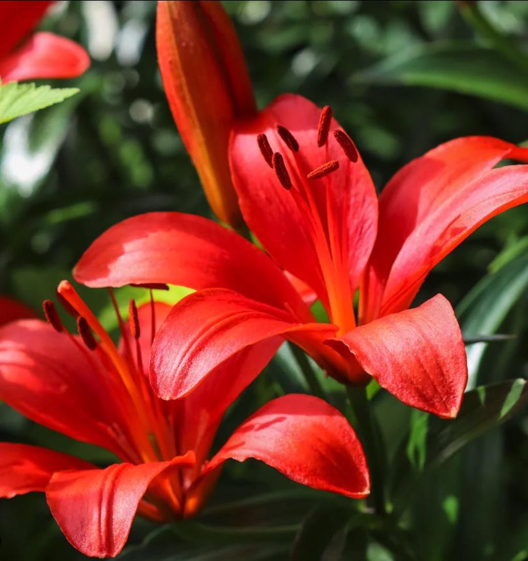 20+ Rare Deep Red Lily Flower Seeds | Exotic Bloom Gardening Gift ...