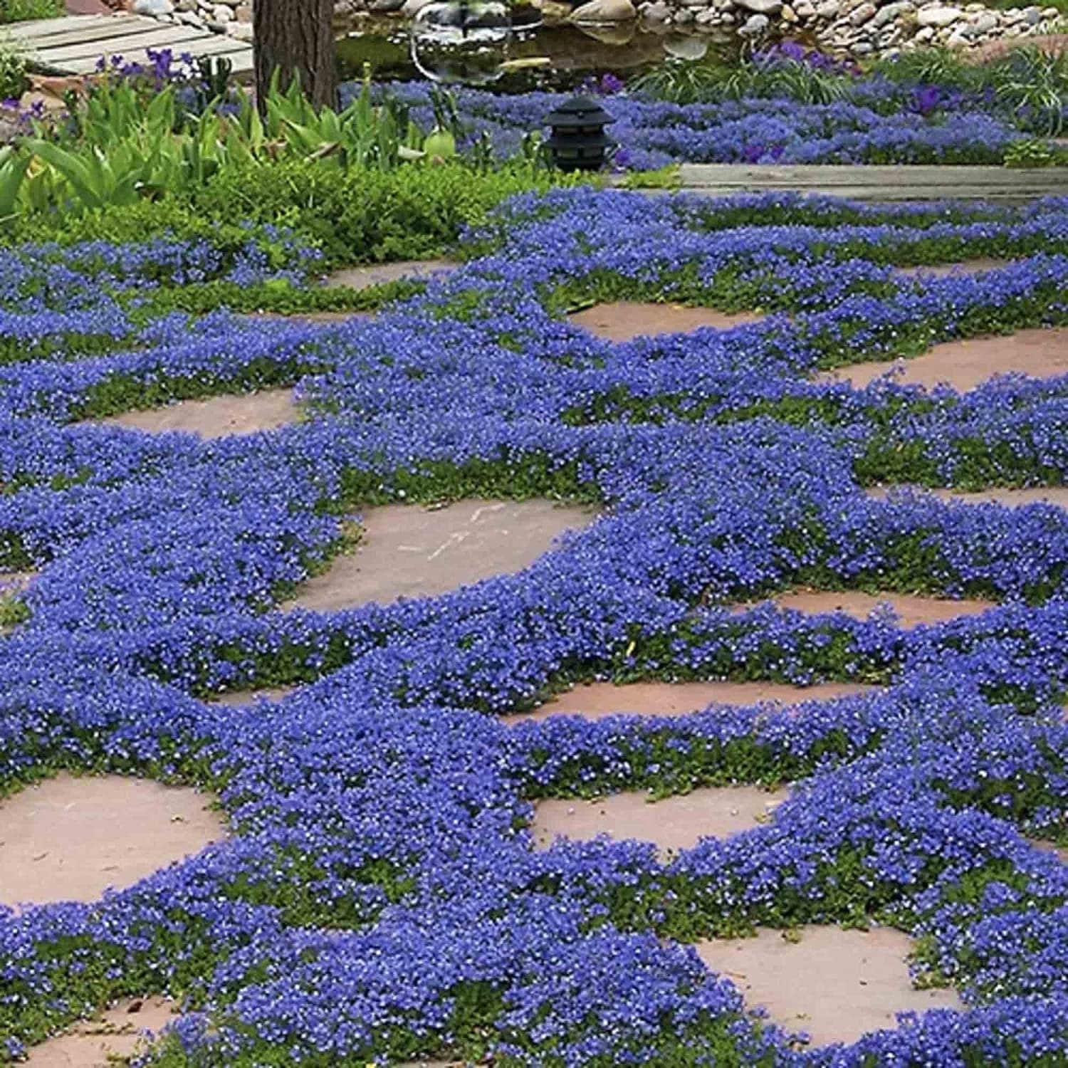 Blue Creeping Ground Cover 34 Best Low Maintenance Groundcover Plants