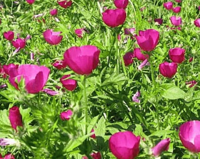 Tall Poppy Mallow Native Seeds (callirhoe Leiocarpa) Woodland & Prairie ...